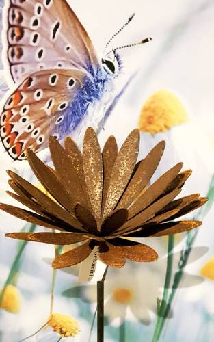 Fiore di Campo con bocciolo e foglie su stelo ferro ruggine 100h da ...